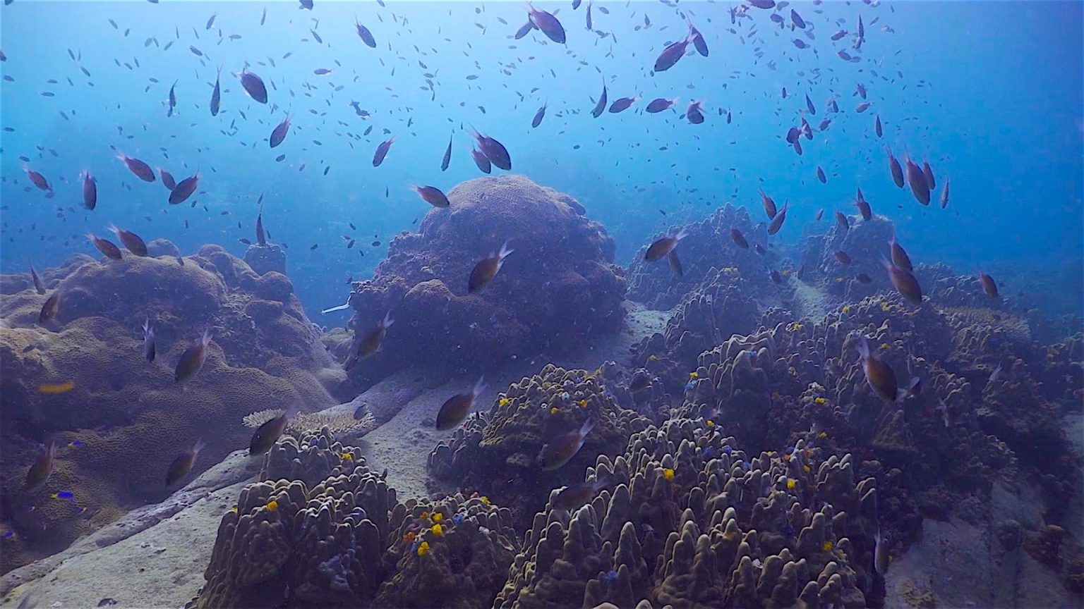 Hin Pee Wee Dive Site Koh Tao | Funky Turtle