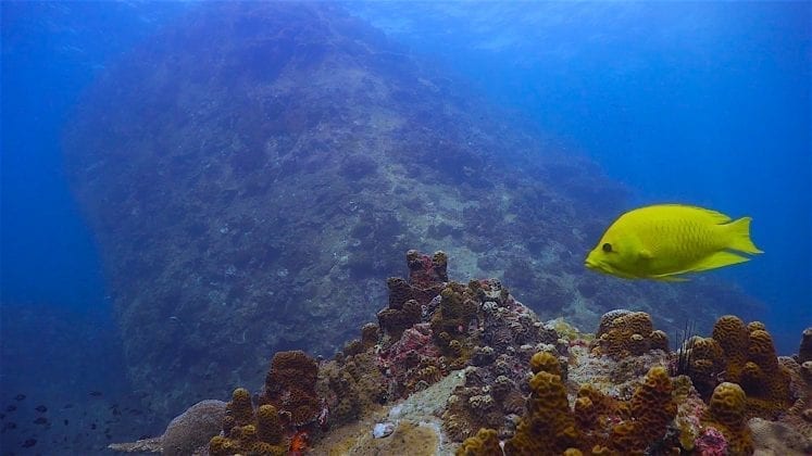 Green Rock Dive Site Koh Tao | Funky Turtle