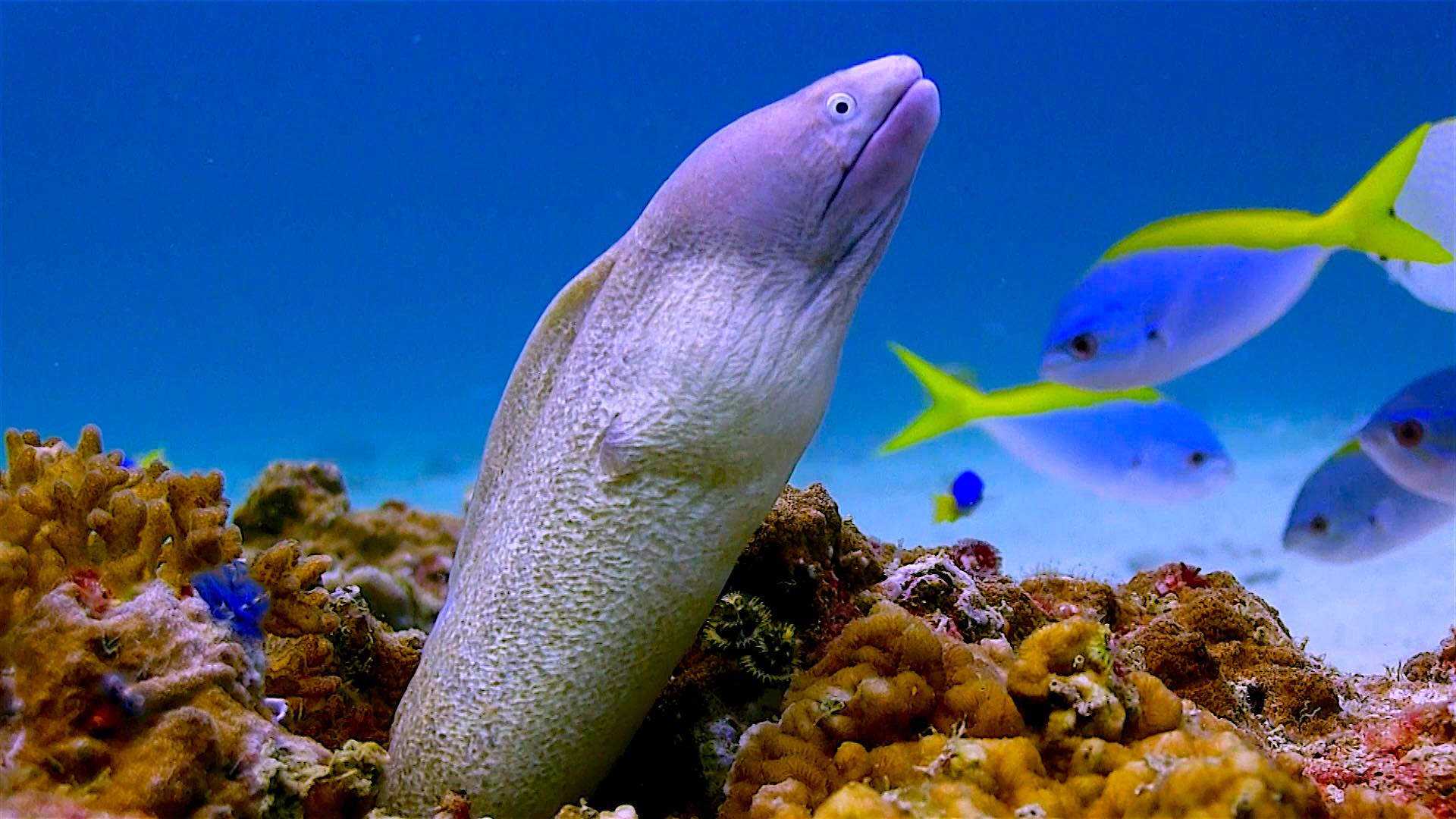 Mango Bay Dive Site Koh Tao | Funky Turtle