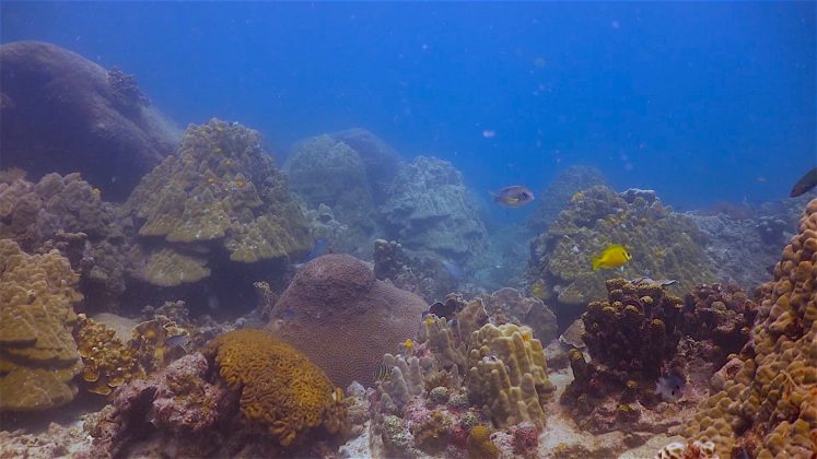 Snorkel at Aow Leuk Bay Koh Tao | Funky Turtle