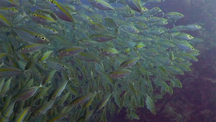 Chumphon Pinnacle Dive Site Koh Tao | Funky Turtle
