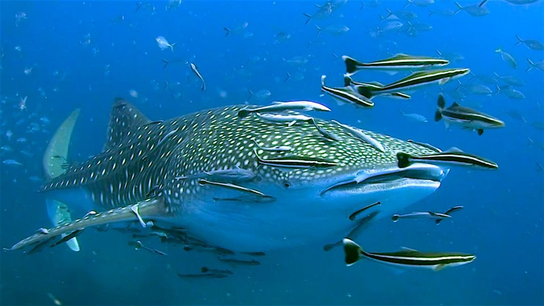 Die beste Zeit, um einen Walhai auf Koh Tao zu sehen | Funky Turtle