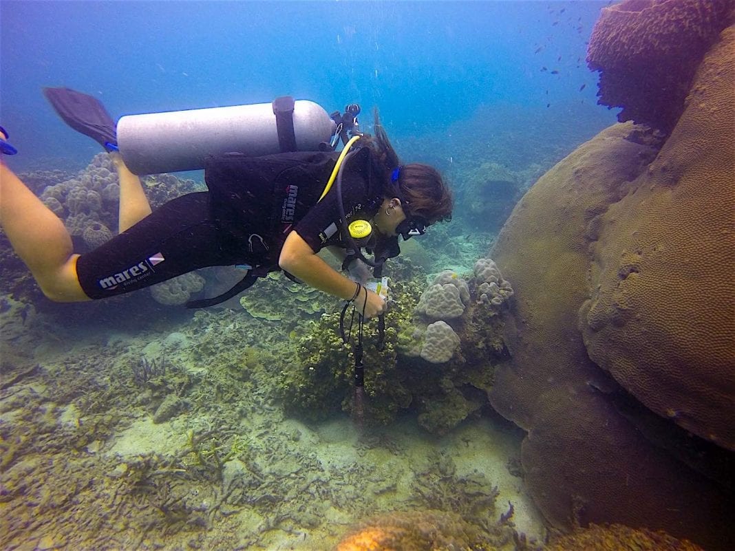 Coral Watch Program on Koh Tao | Funky Turtle