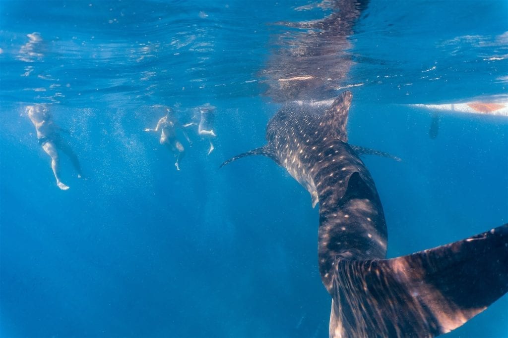 8 Best Tips to Interact with Marine Life | Funky Turtle
