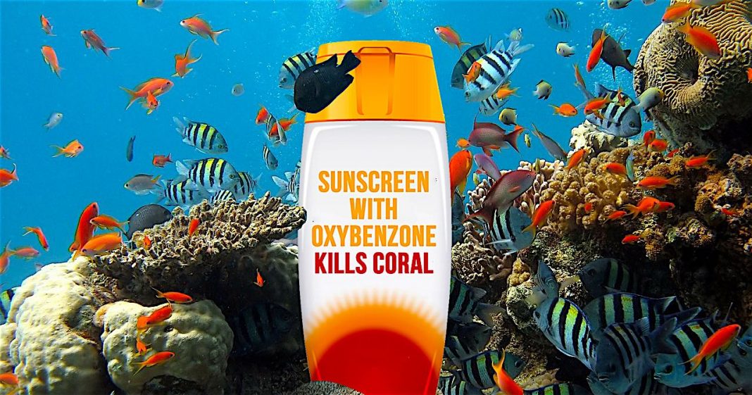 How does Sunscreen affect Coral Reefs on Koh Tao?